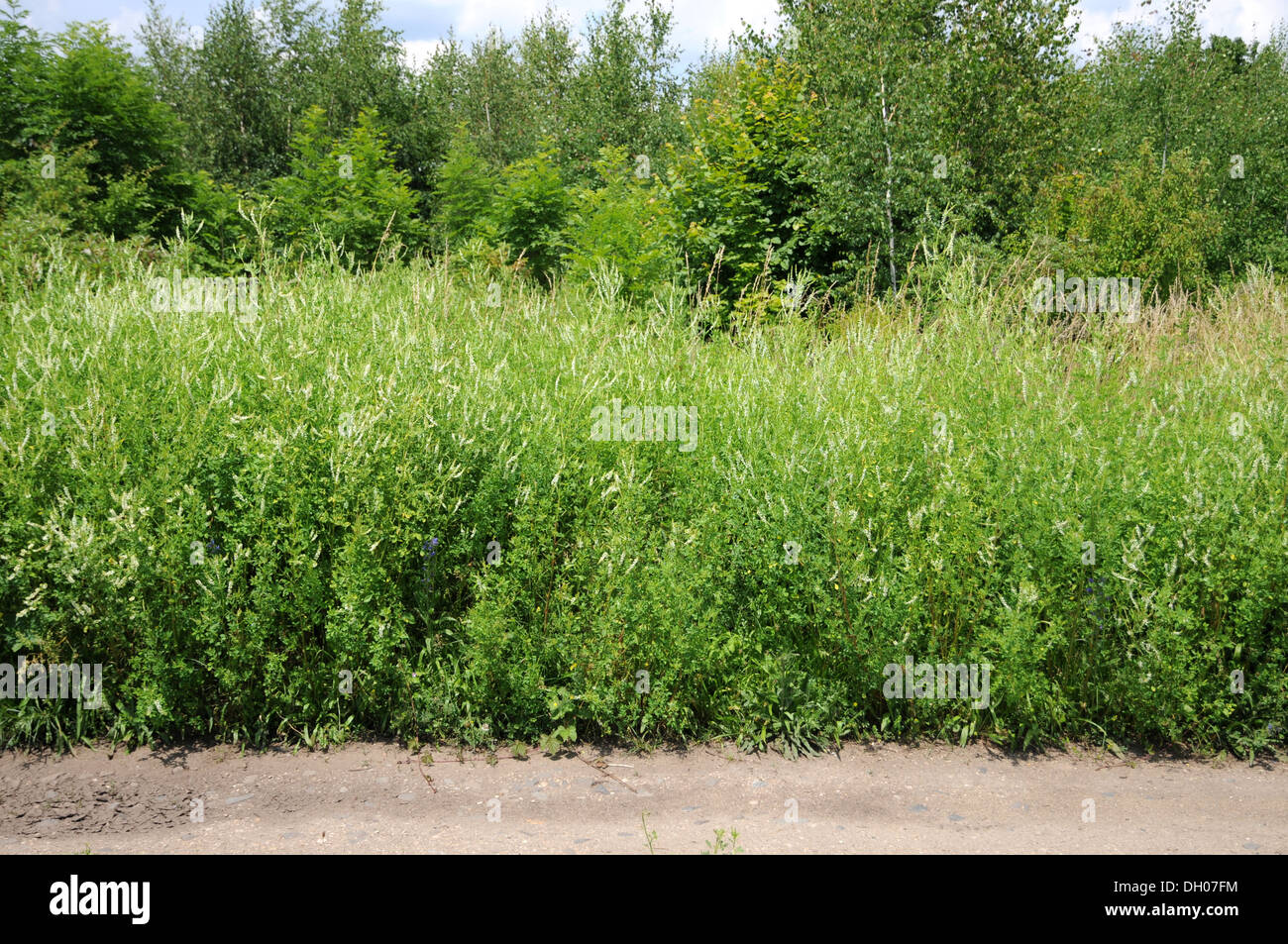 White Sweet Clover Stock Photo - Alamy