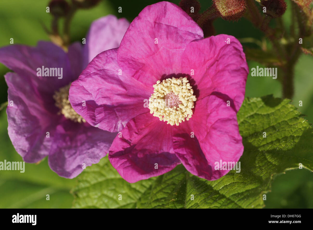 Purple flowering raspberry hi-res stock photography and images - Alamy