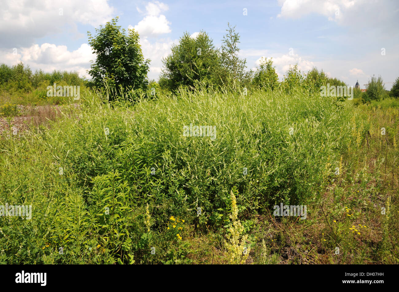 White sweet clover hi-res stock photography and images - Alamy