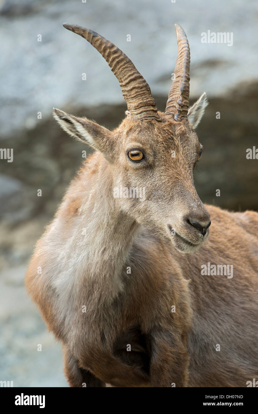 Heads of ibex hi-res stock photography and images - Alamy