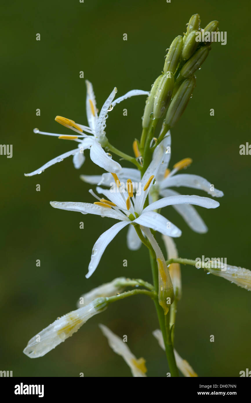 St bernards lily blooming hi-res stock photography and images - Alamy