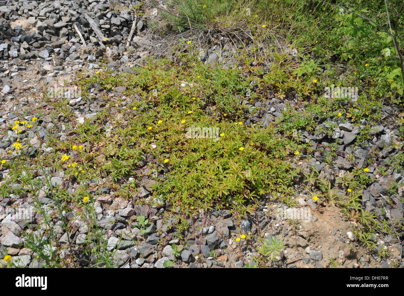 Creeping plants garden hi-res stock photography and images - Alamy