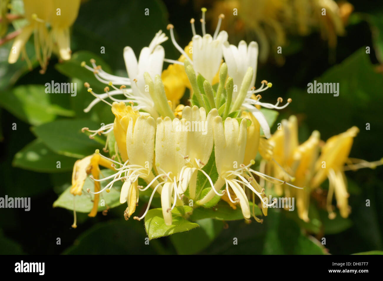 Pergola honeysuckle hi-res stock photography and images - Alamy
