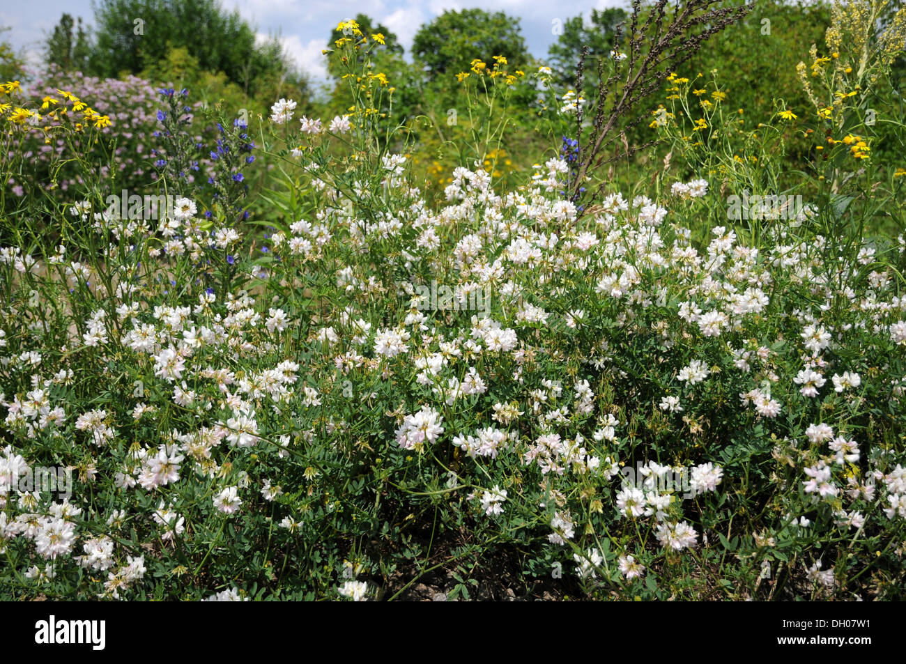 White vetch hi-res stock photography and images - Alamy