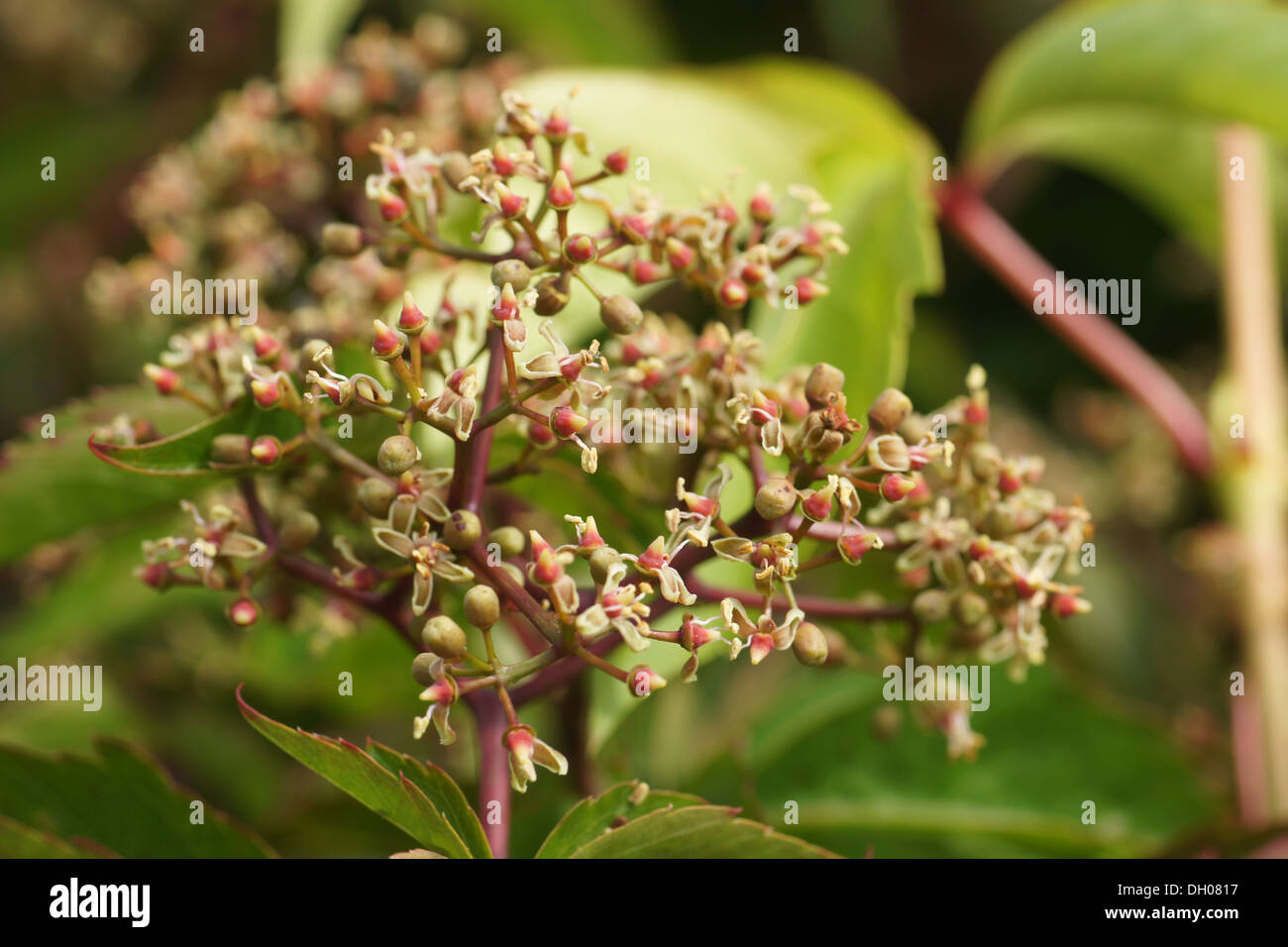 Virgin creeper hi-res stock photography and images - Alamy