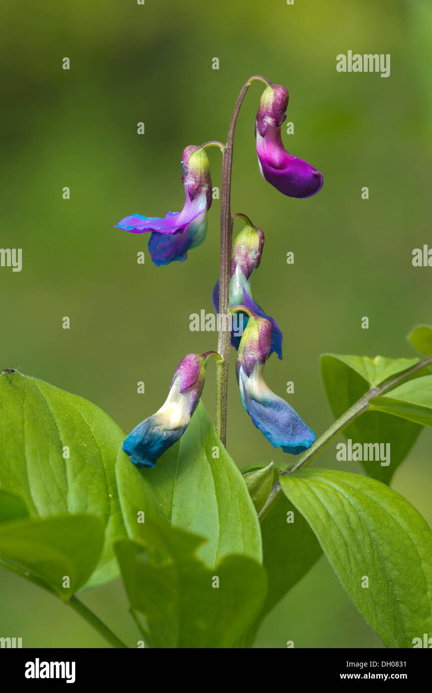 Spring pea flower hi-res stock photography and images - Alamy