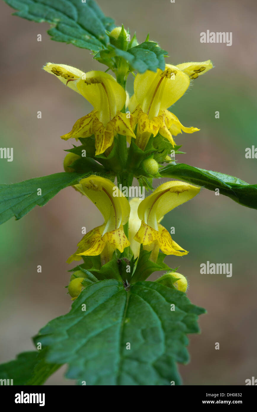 Yellow archangel hi-res stock photography and images - Alamy