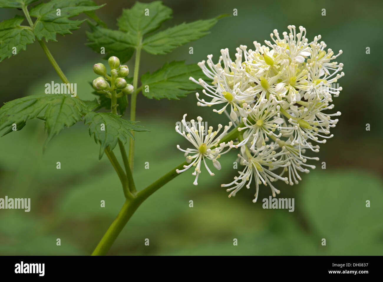 Baneberry herb christopher hi-res stock photography and images - Alamy