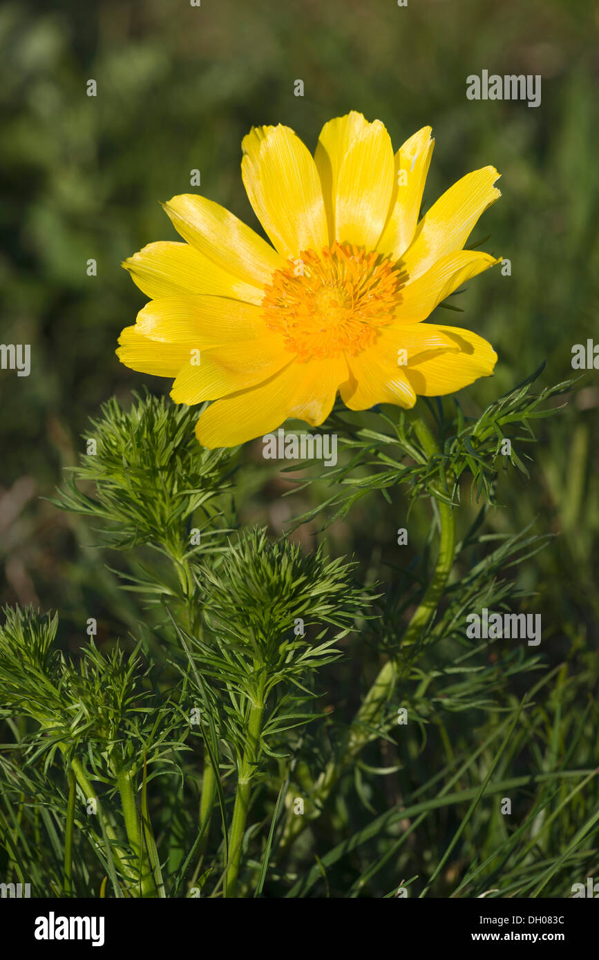 Yellow pheasant s eye and false hellebore hi-res stock photography and images - Alamy
