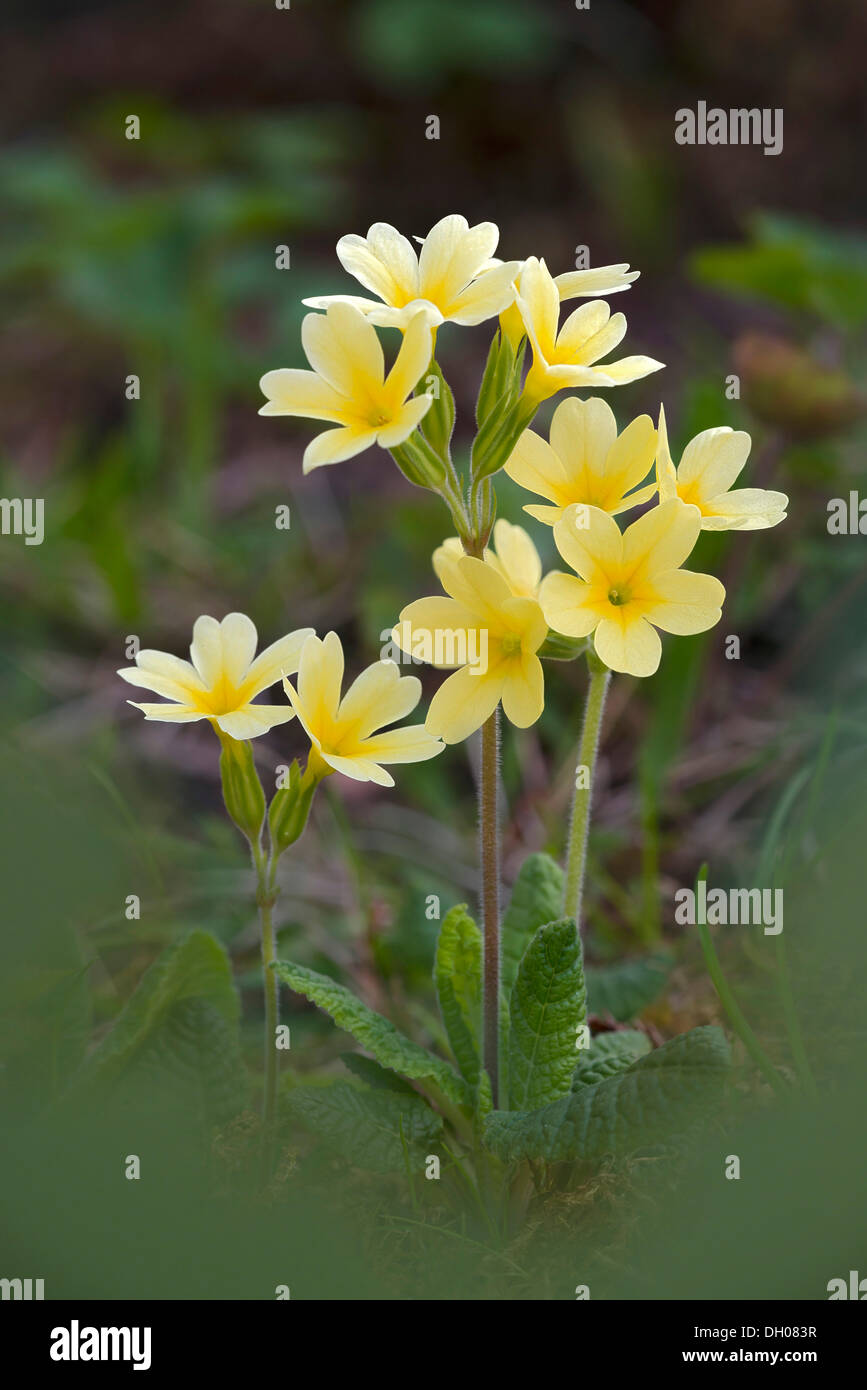 Hybrid of cowslip (Primula veris) x and primrose (Primula acaulis ...