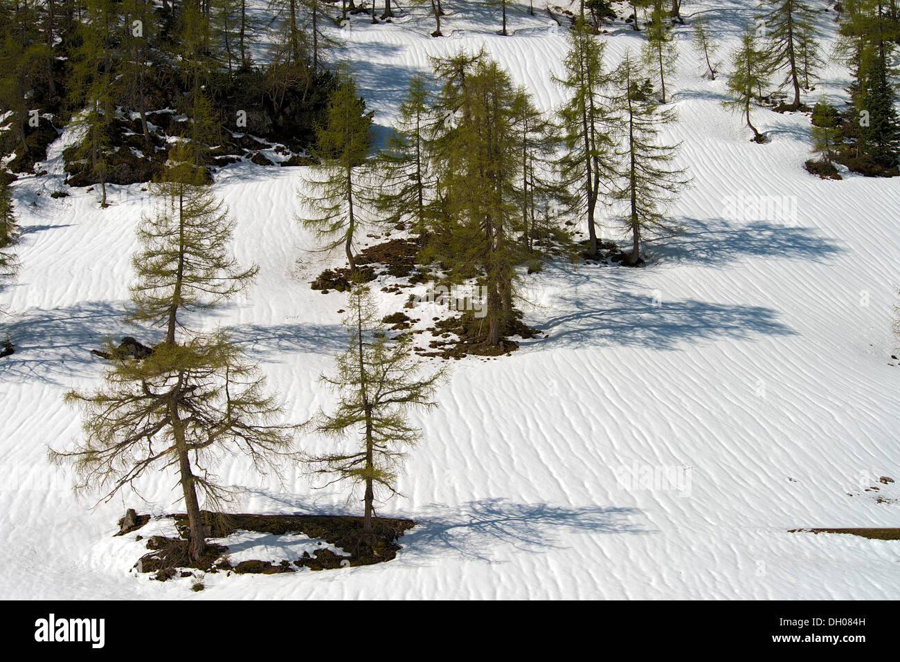 Larix decidua spring hi-res stock photography and images - Alamy