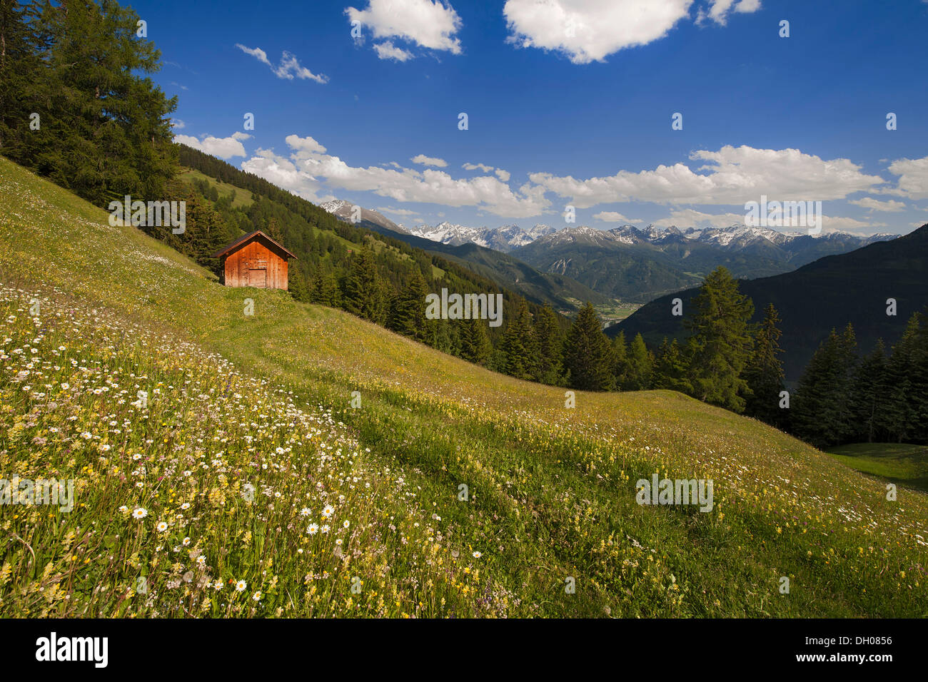 Austria Tyrol Meadow Mountains Flowers High Resolution Stock ...