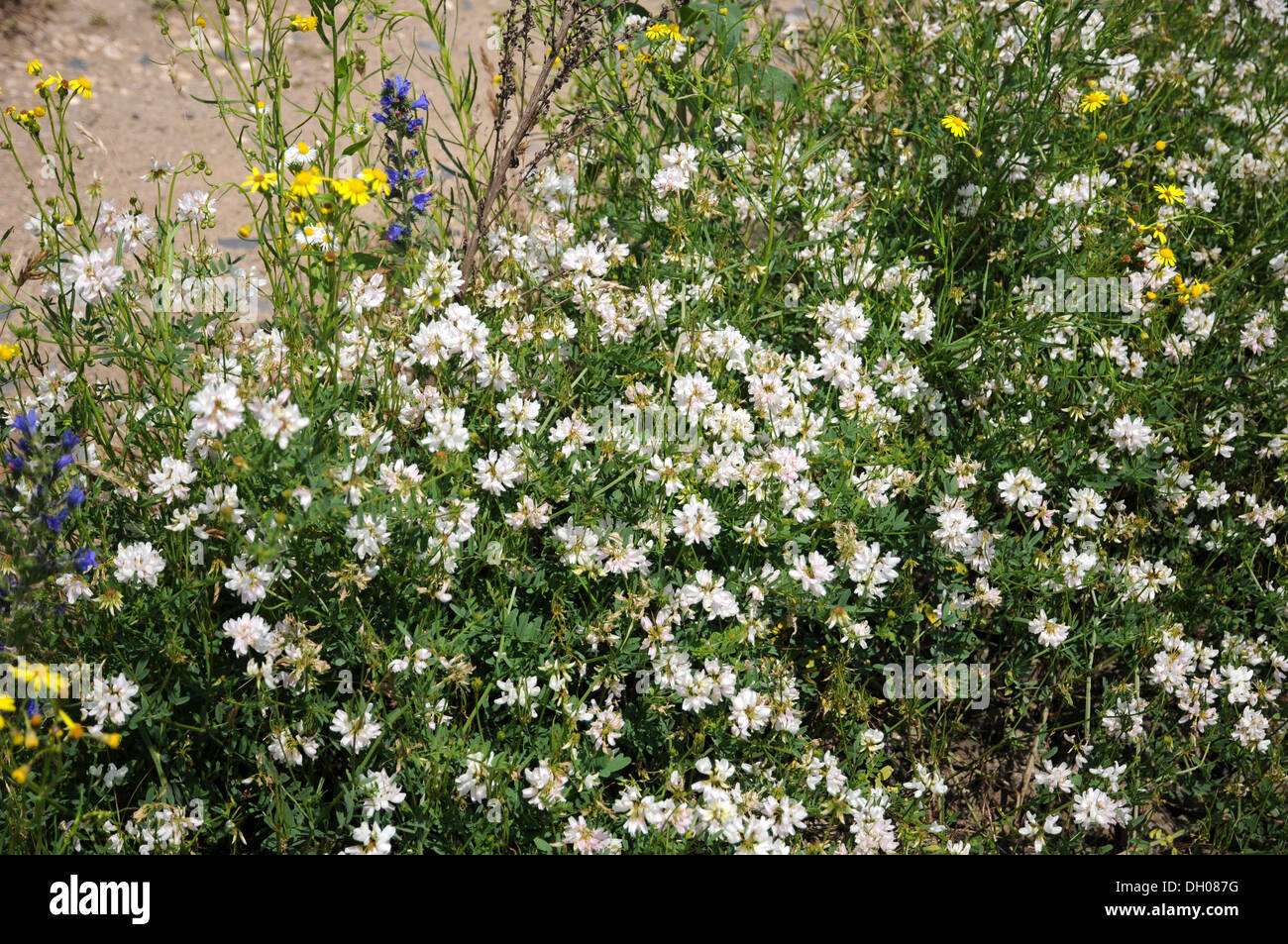 White Crown Vetch Stock Photo - Alamy