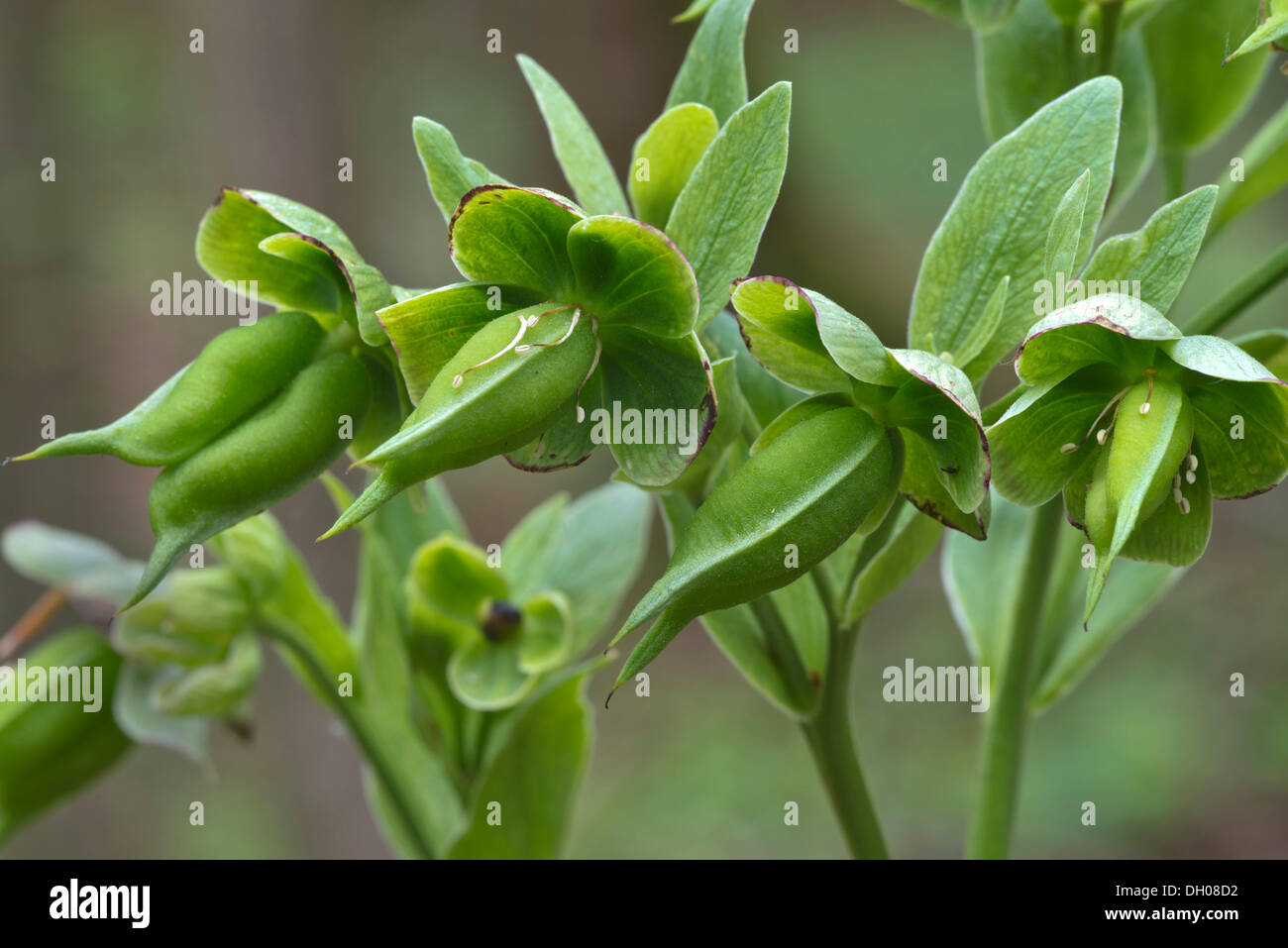 Stinking Hellebore, Dungwort or Bear's Foot (Helleborus foetidus), Bad ...