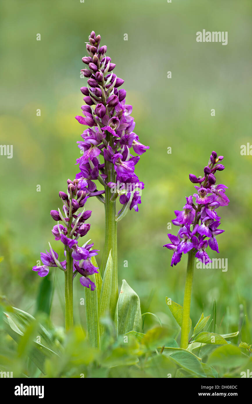 Orchis hybrid hi-res stock photography and images - Alamy