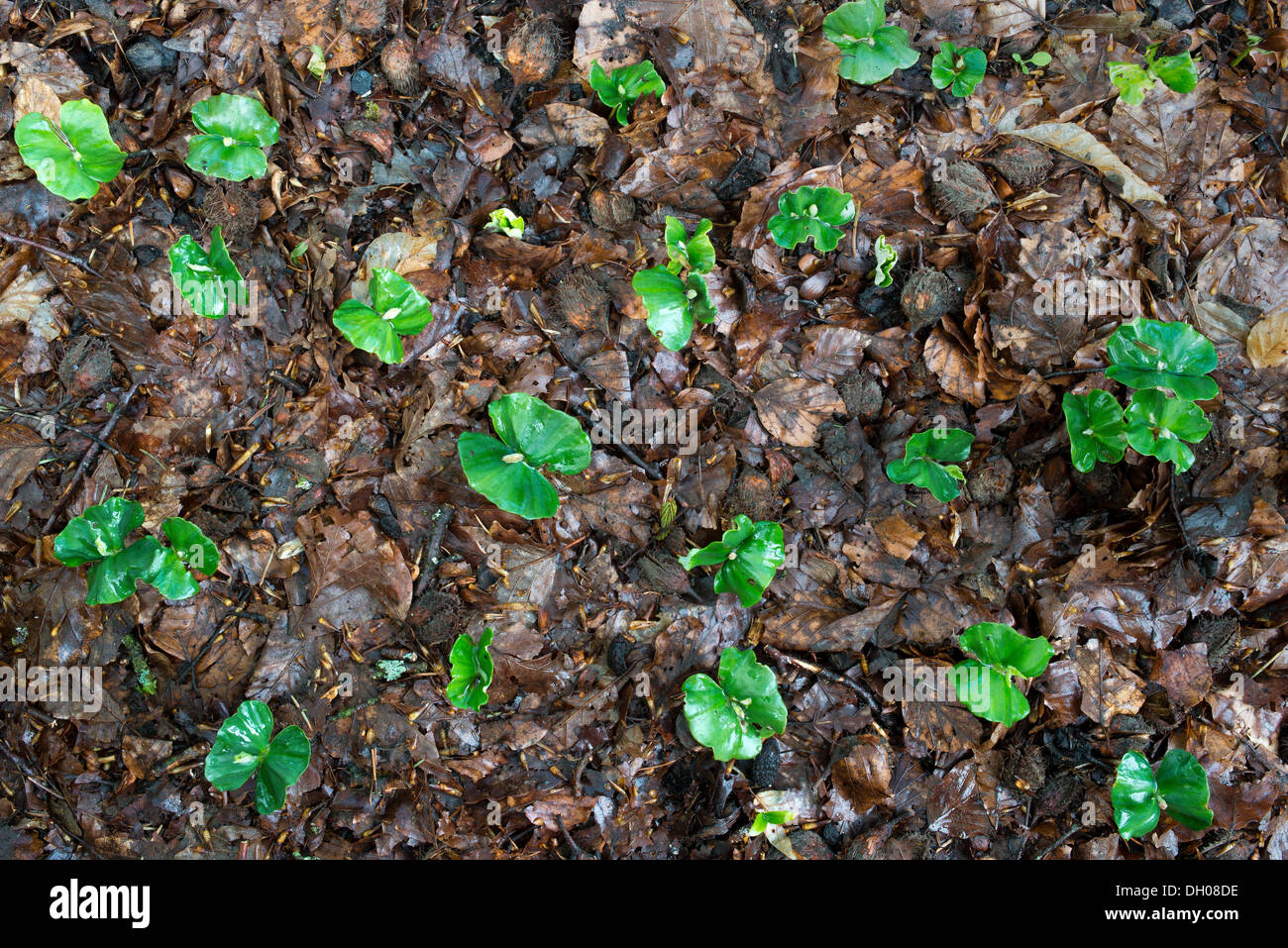 European Beech (Fagus sylvatica), beech seedlings with two cotyledons ...
