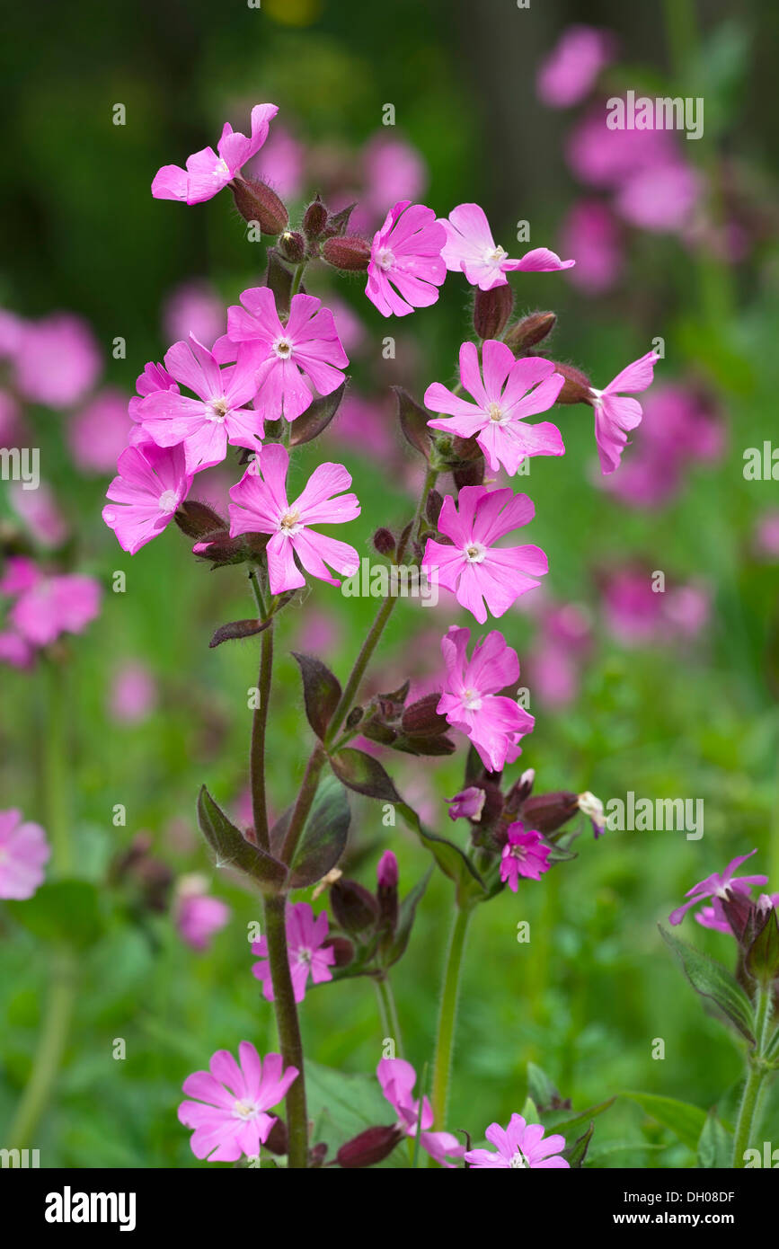 Silene dioica hi-res stock photography and images - Alamy