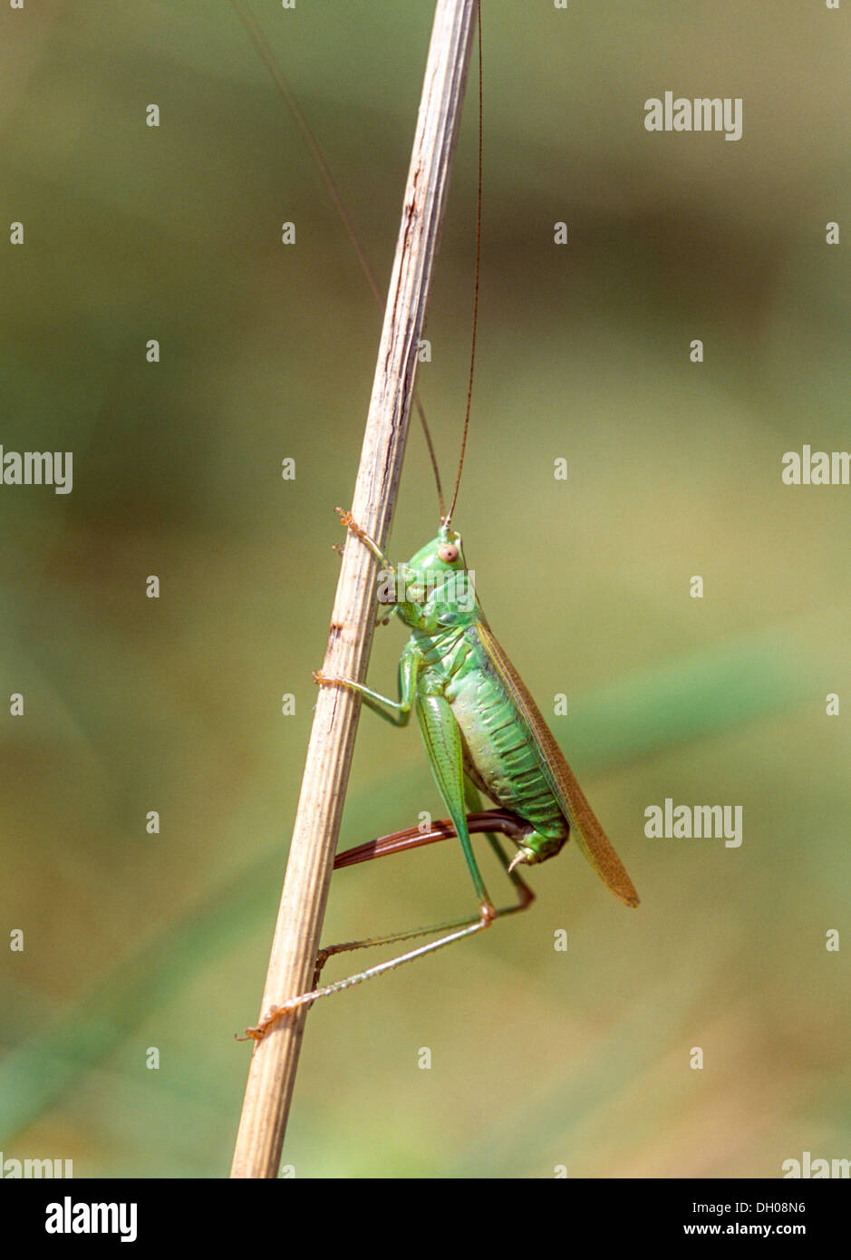 Long winged cone head cricket hi-res stock photography and images - Alamy