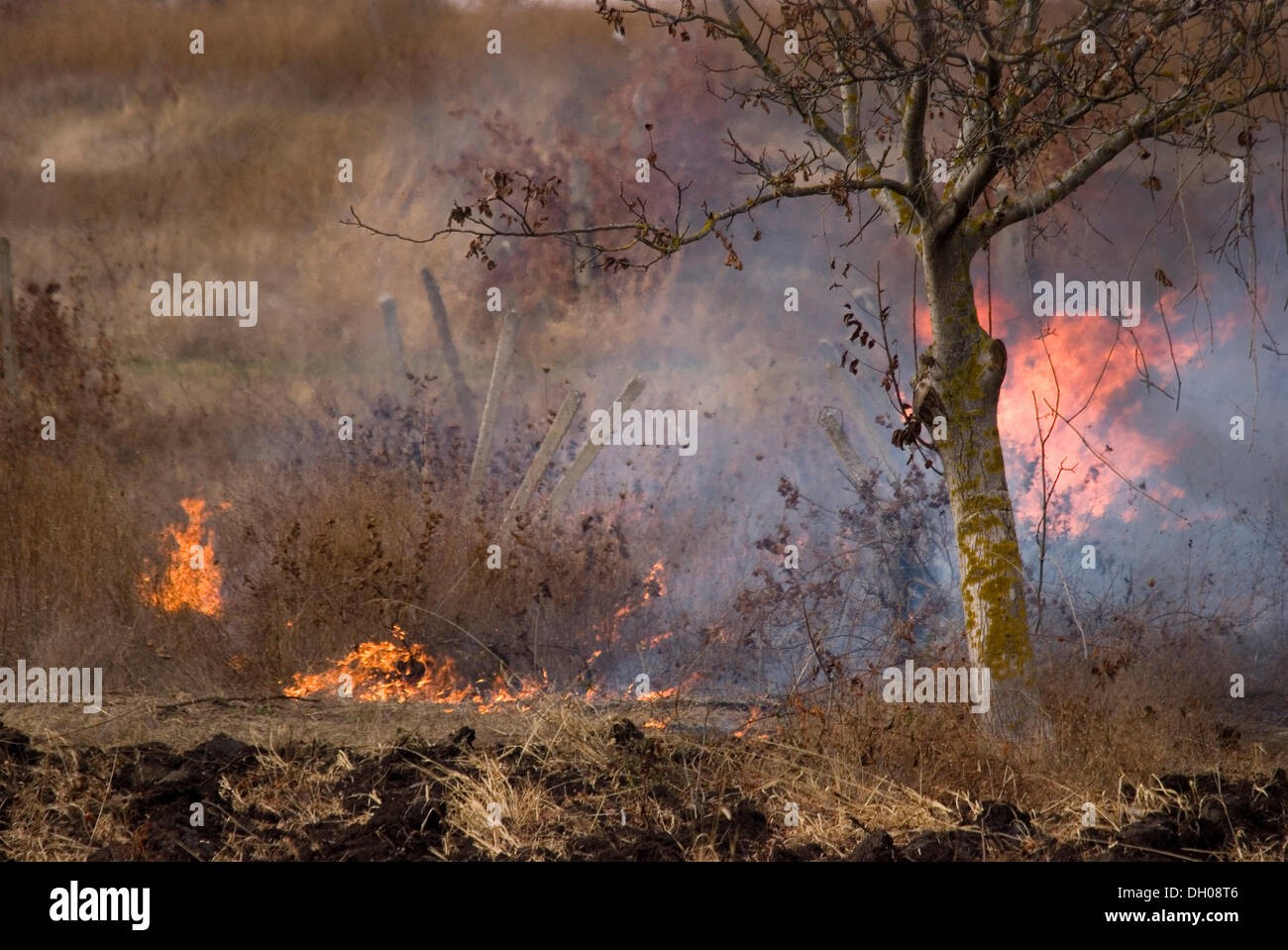 Bulgaria, 28th Oct 2013: Fields of grape vines which have been use by ...