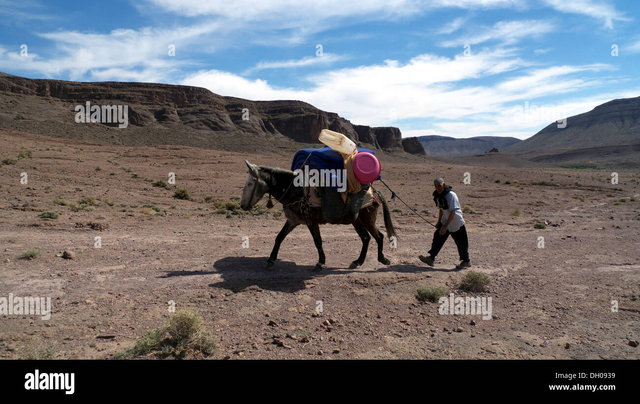 Muleteer morocco berber hi-res stock photography and images - Alamy