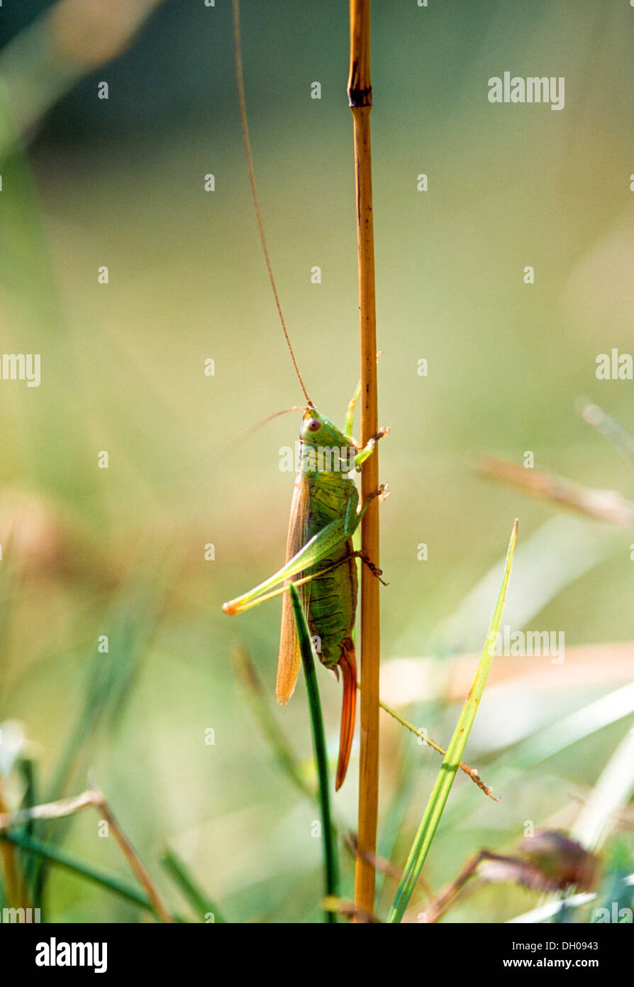 Long winged cone head cricket hi-res stock photography and images - Alamy