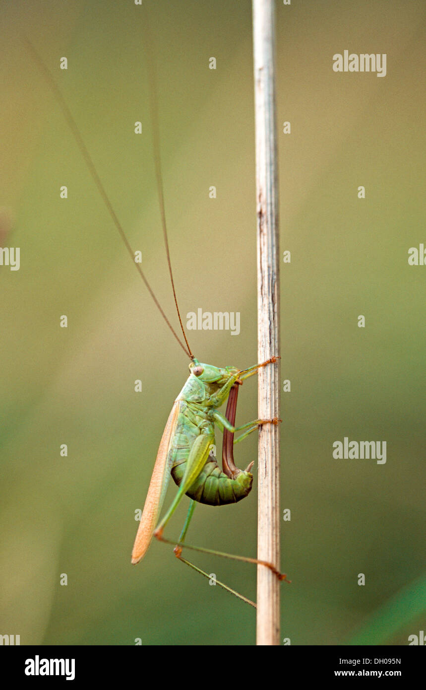 Long Winged Conehead Conocephalus Discolor High Resolution Stock ...