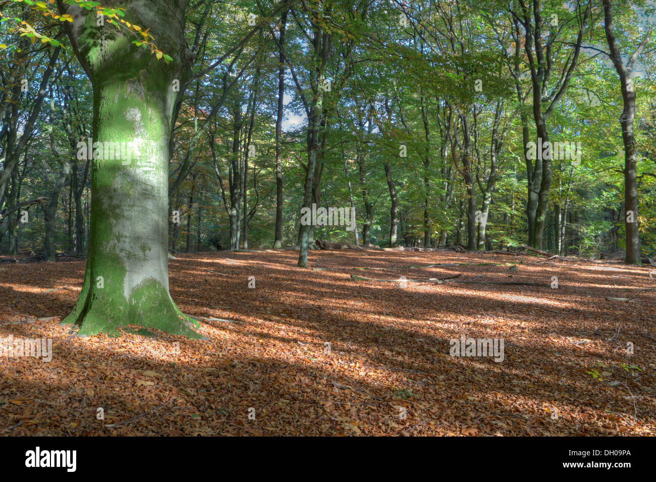Beech trees fagus sylvatica netherlands hi-res stock photography and ...