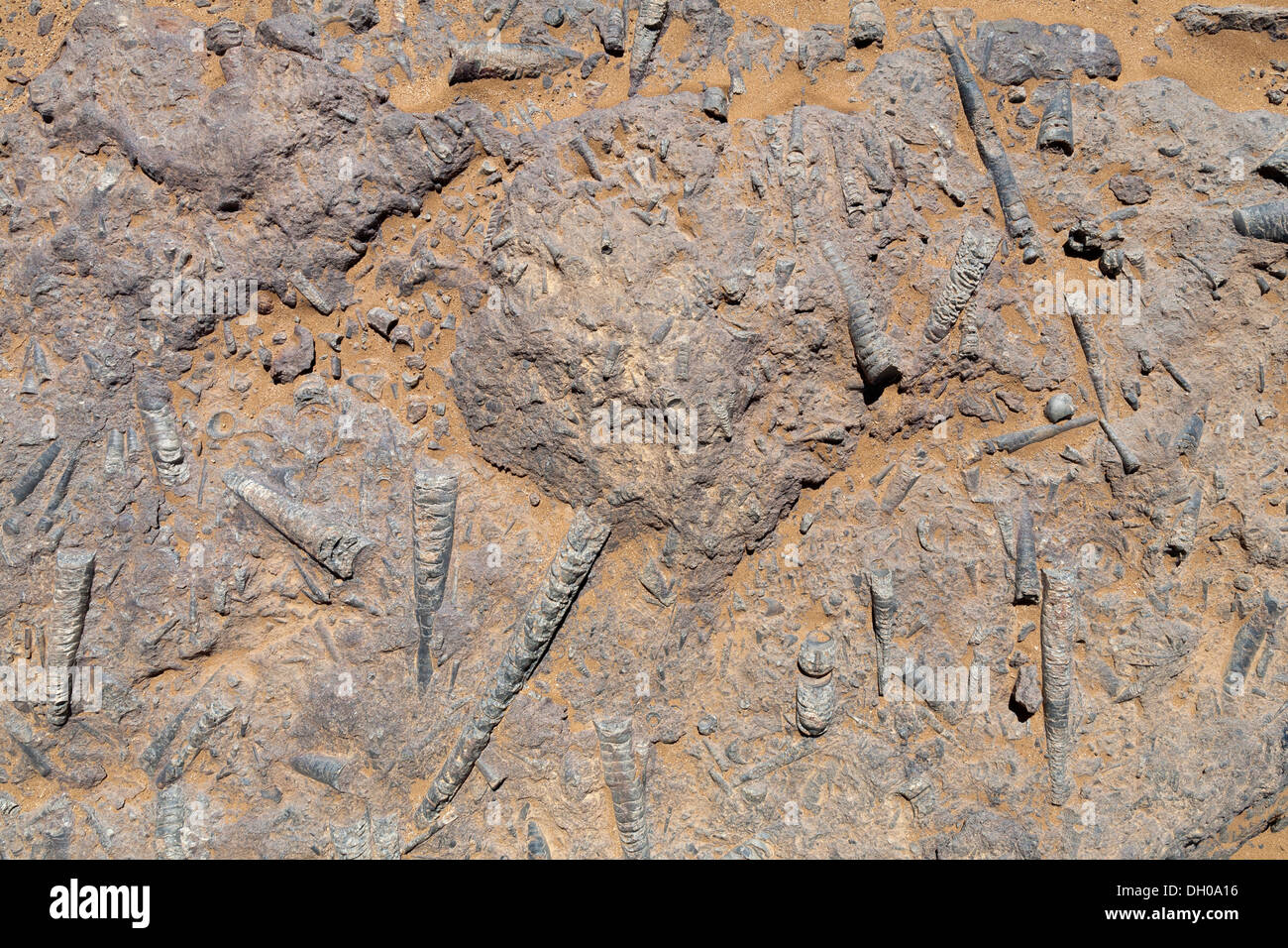 Polish fossils hi-res stock photography and images - Alamy