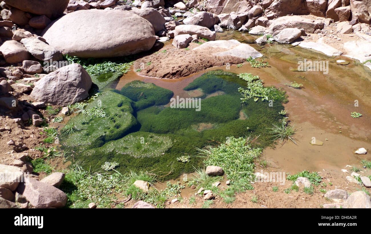 Submerged aquatic plants hi-res stock photography and images - Alamy