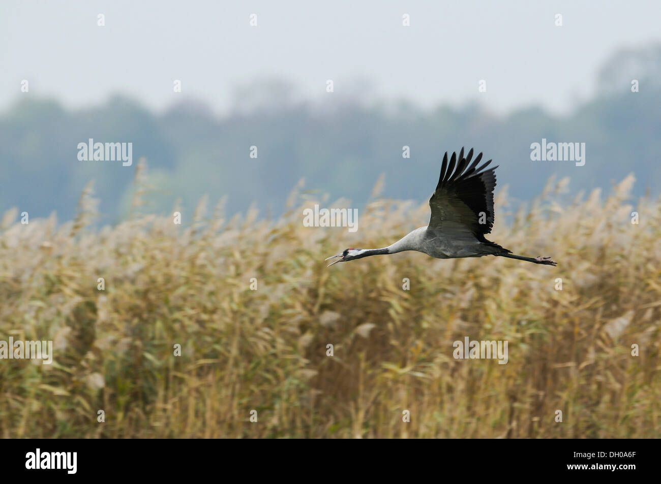 Common Crane (Grus grus) in flight with open beak, Günzer See lake ...