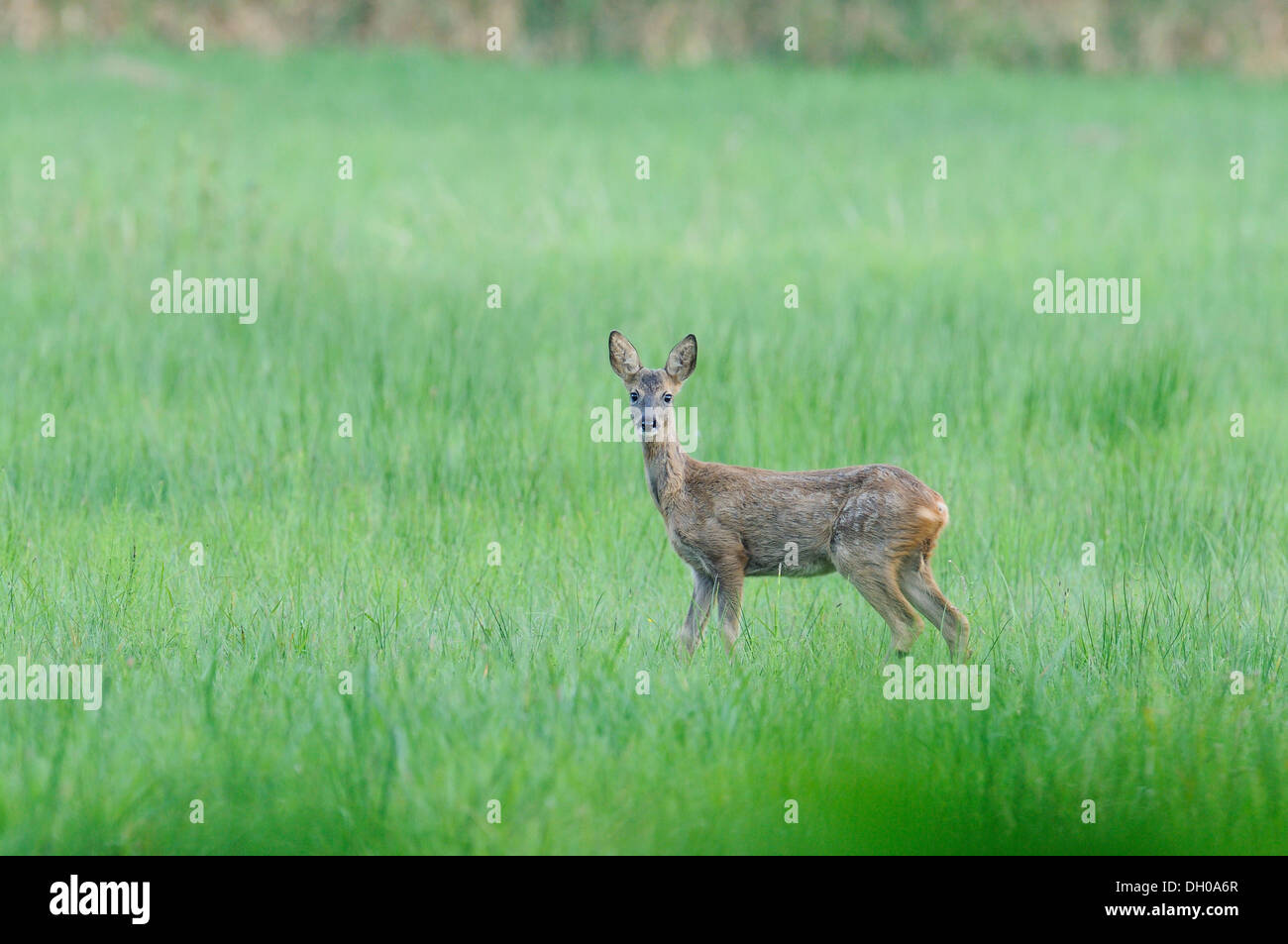 Roe Deer (Capreolus capreolus) standing on a meadow, alert ...
