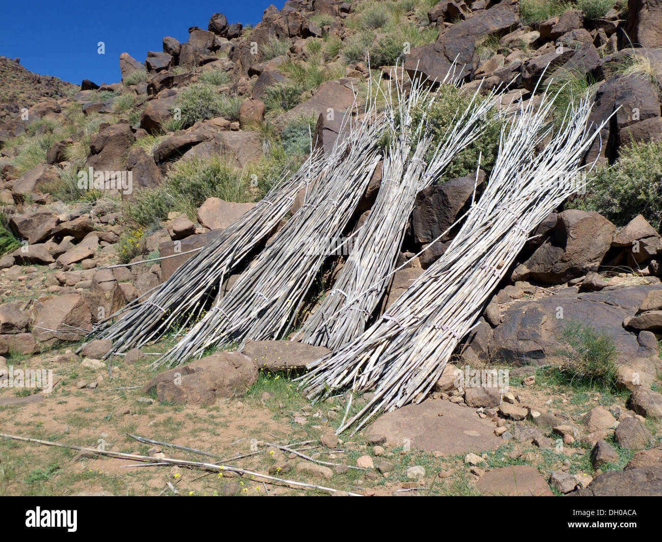 Bamboo canes for roofing, left out to dry, nr Irihoui, Jebel Sahro ...