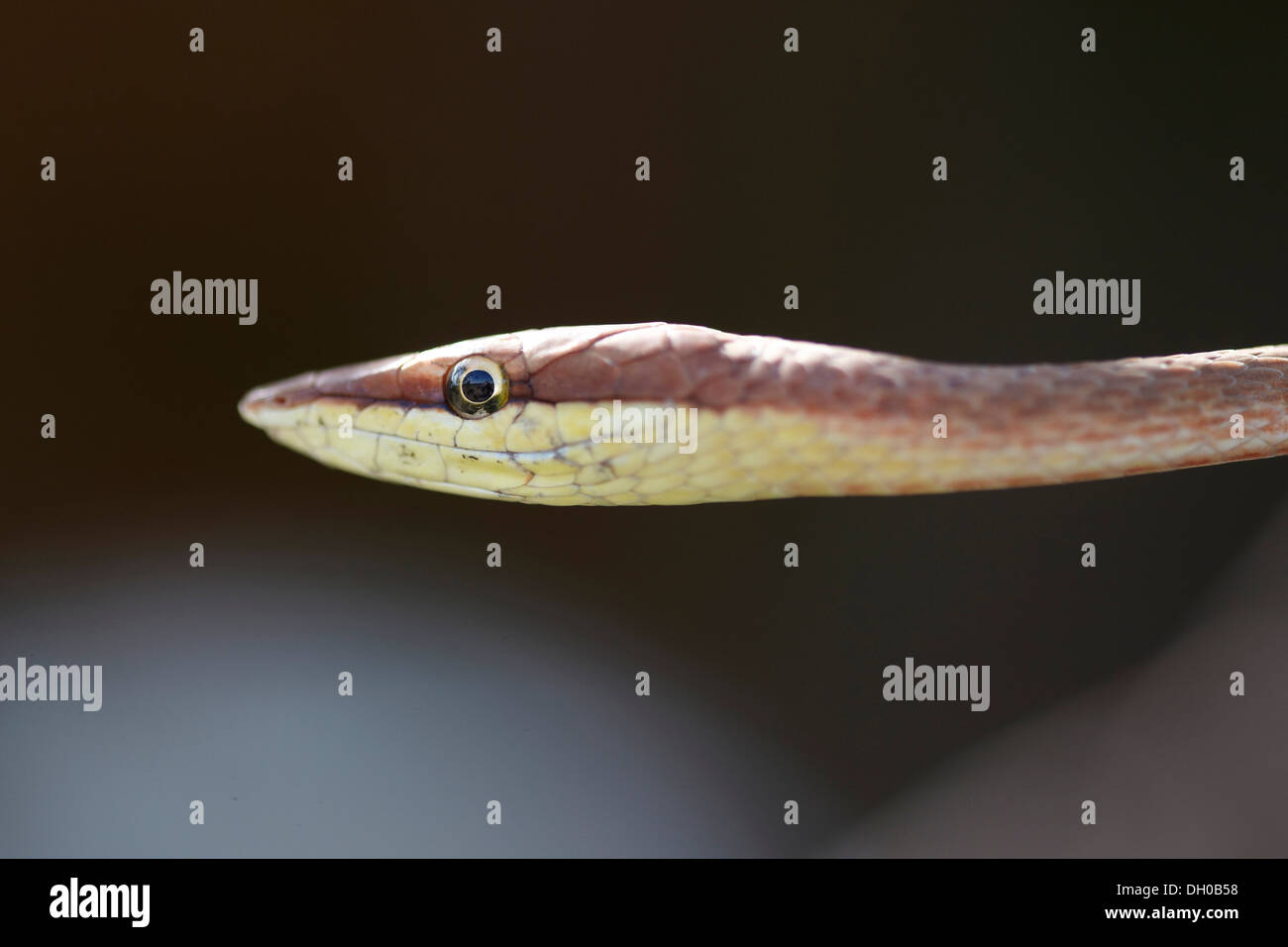 Brown Vine Snake, Oxybelis aeneus, or Mexican vine, Guyana, South ...