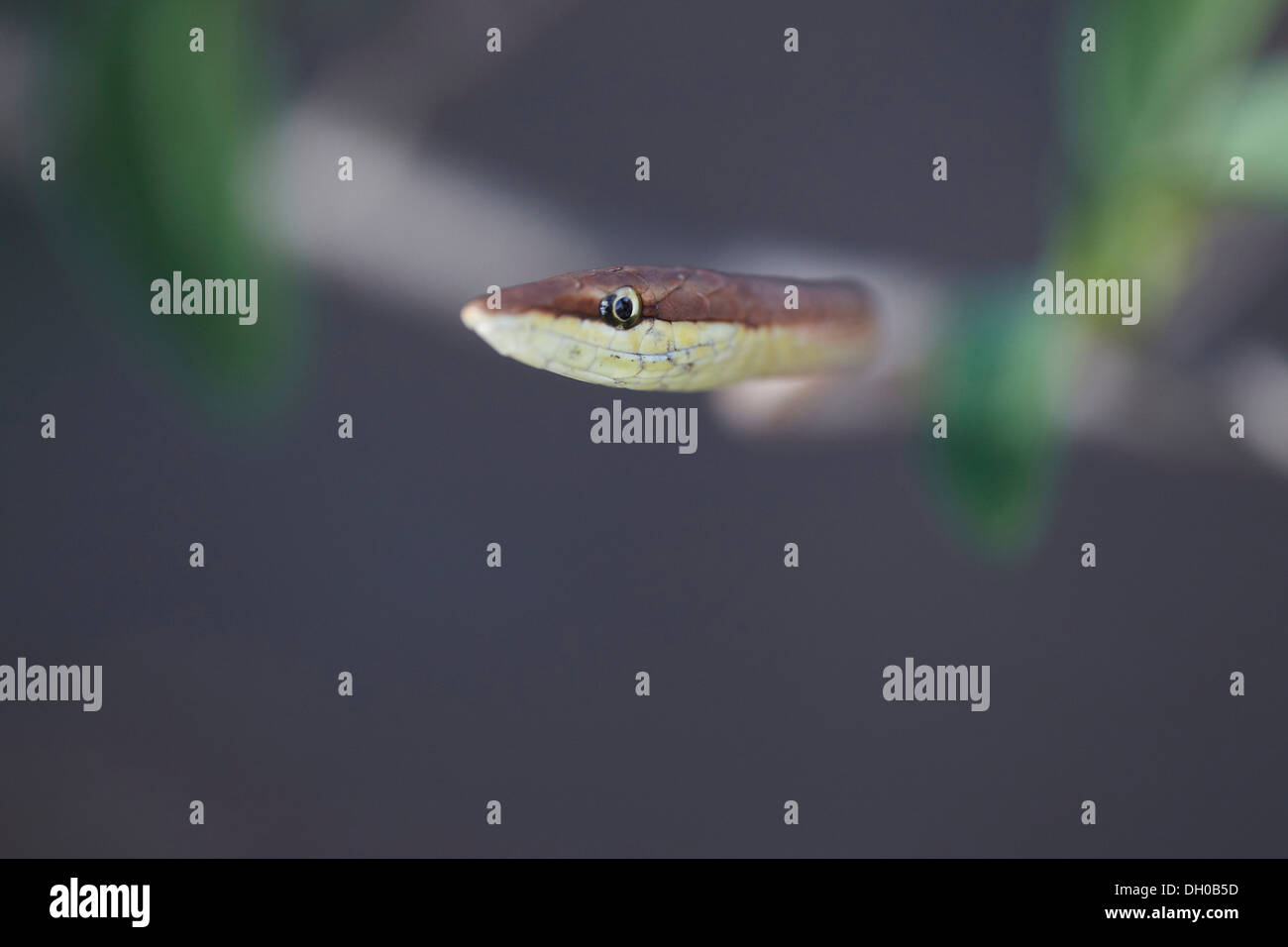 Brown Vine Snake, Oxybelis aeneus, or Mexican vine, Guyana, South ...