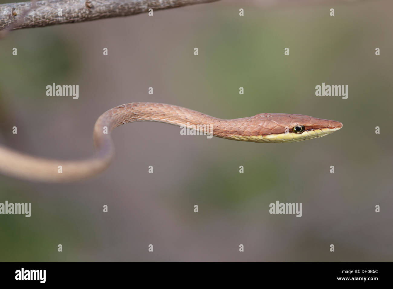 Brown Vine Snake, Oxybelis aeneus, or Mexican vine, Guyana, South ...