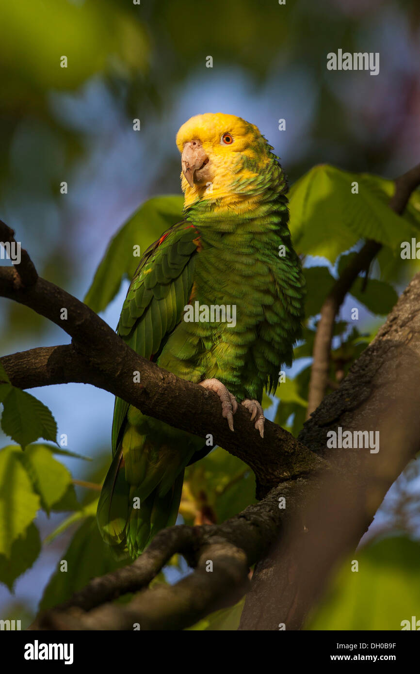 Yellow Headed Amazon Amazona Oratrix High Resolution Stock Photography ...