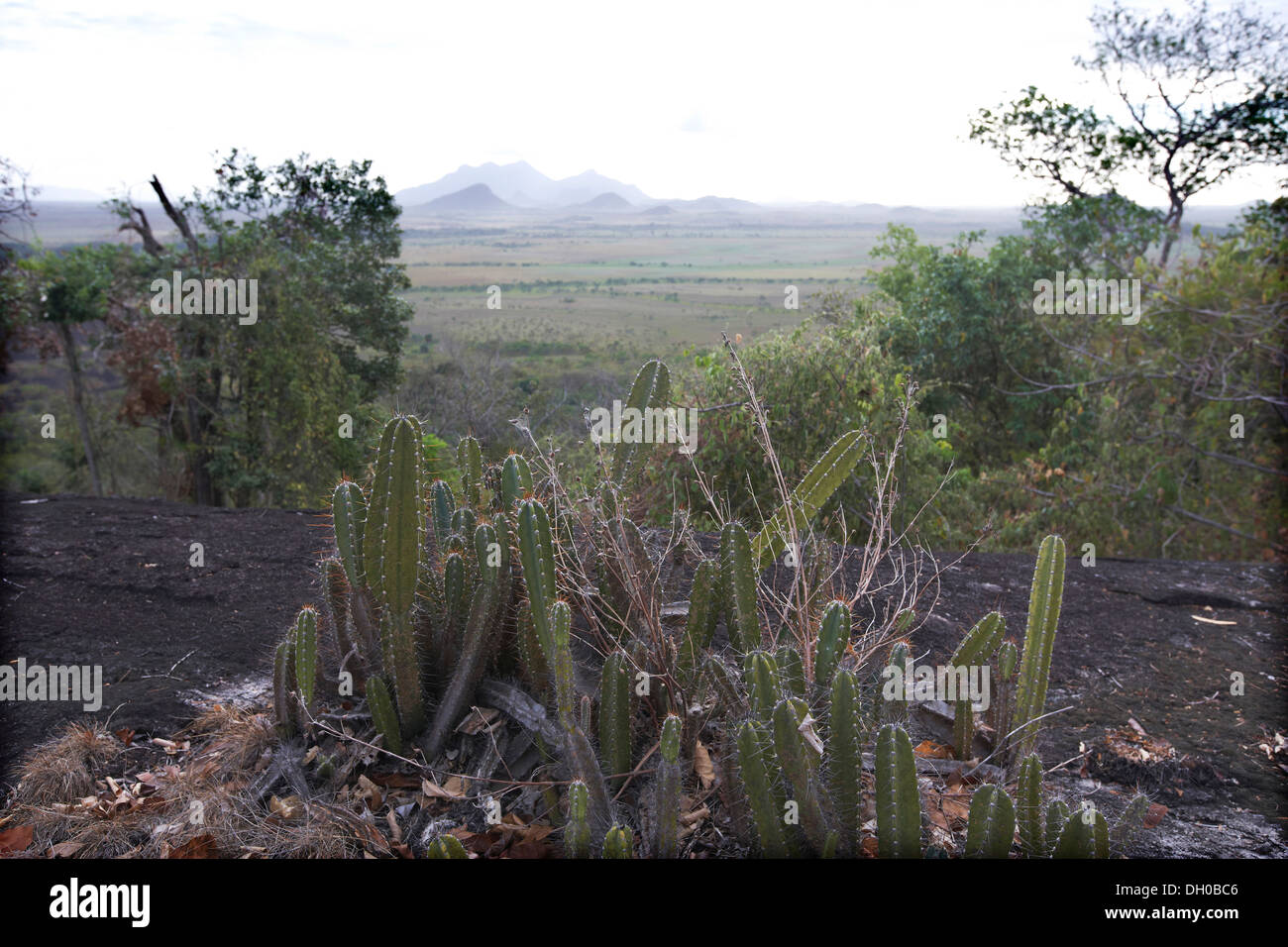 Savannah landscape, Guyana, South America Stock Photo - Alamy