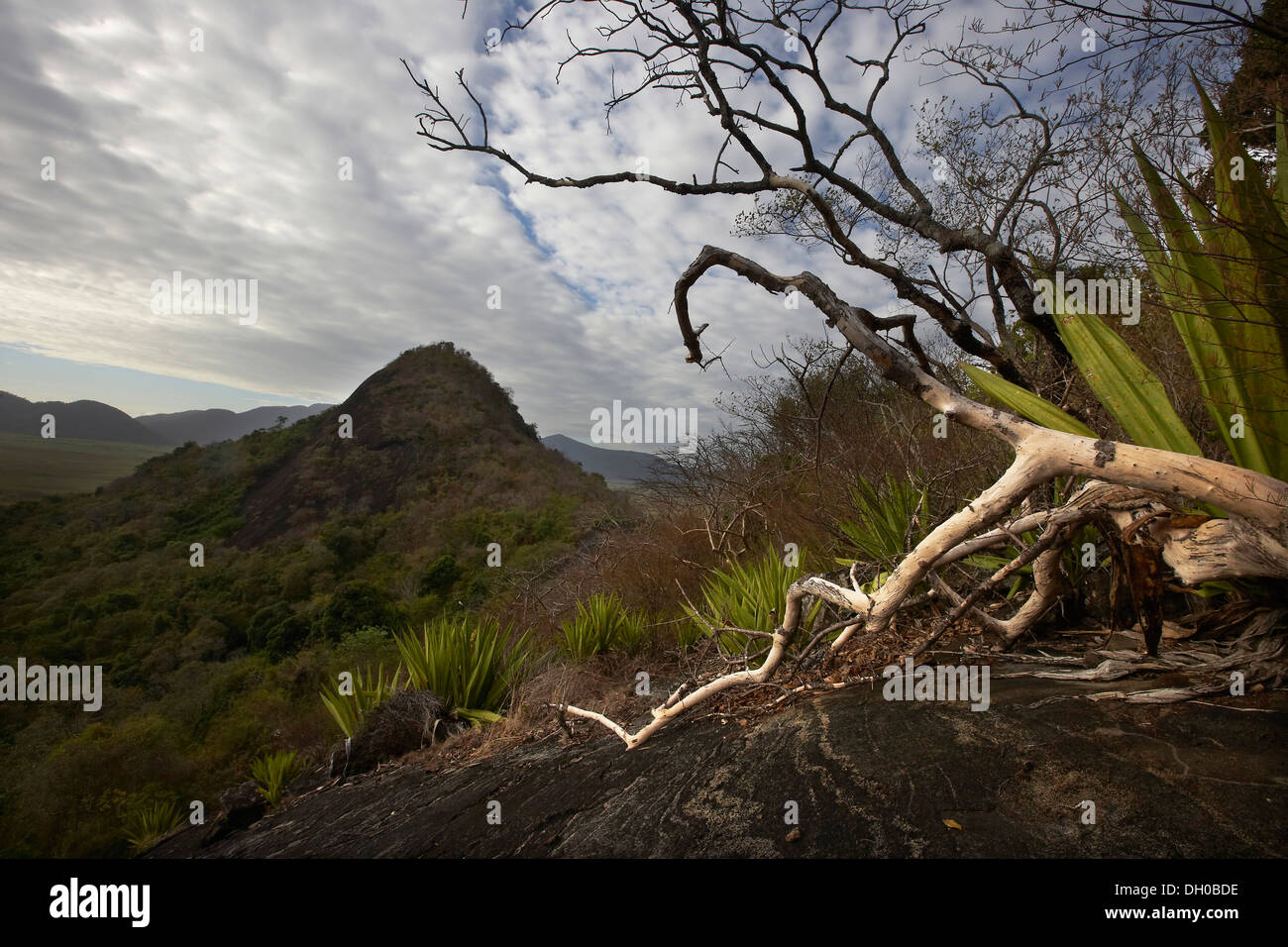 Savannah landscape, Guyana, South America Stock Photo - Alamy
