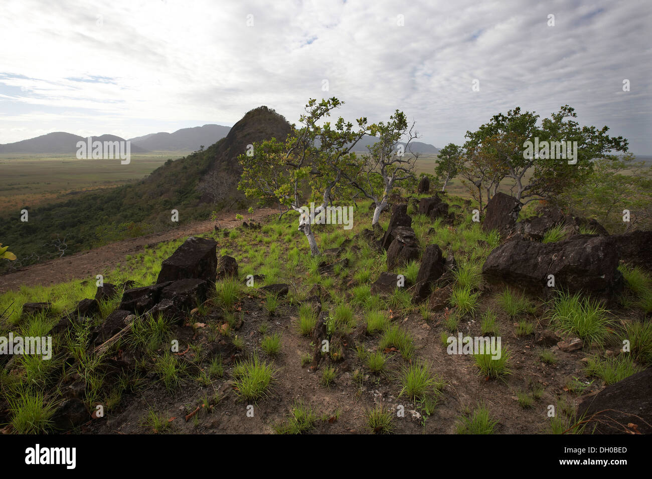 Savannah landscape, Guyana, South America Stock Photo - Alamy