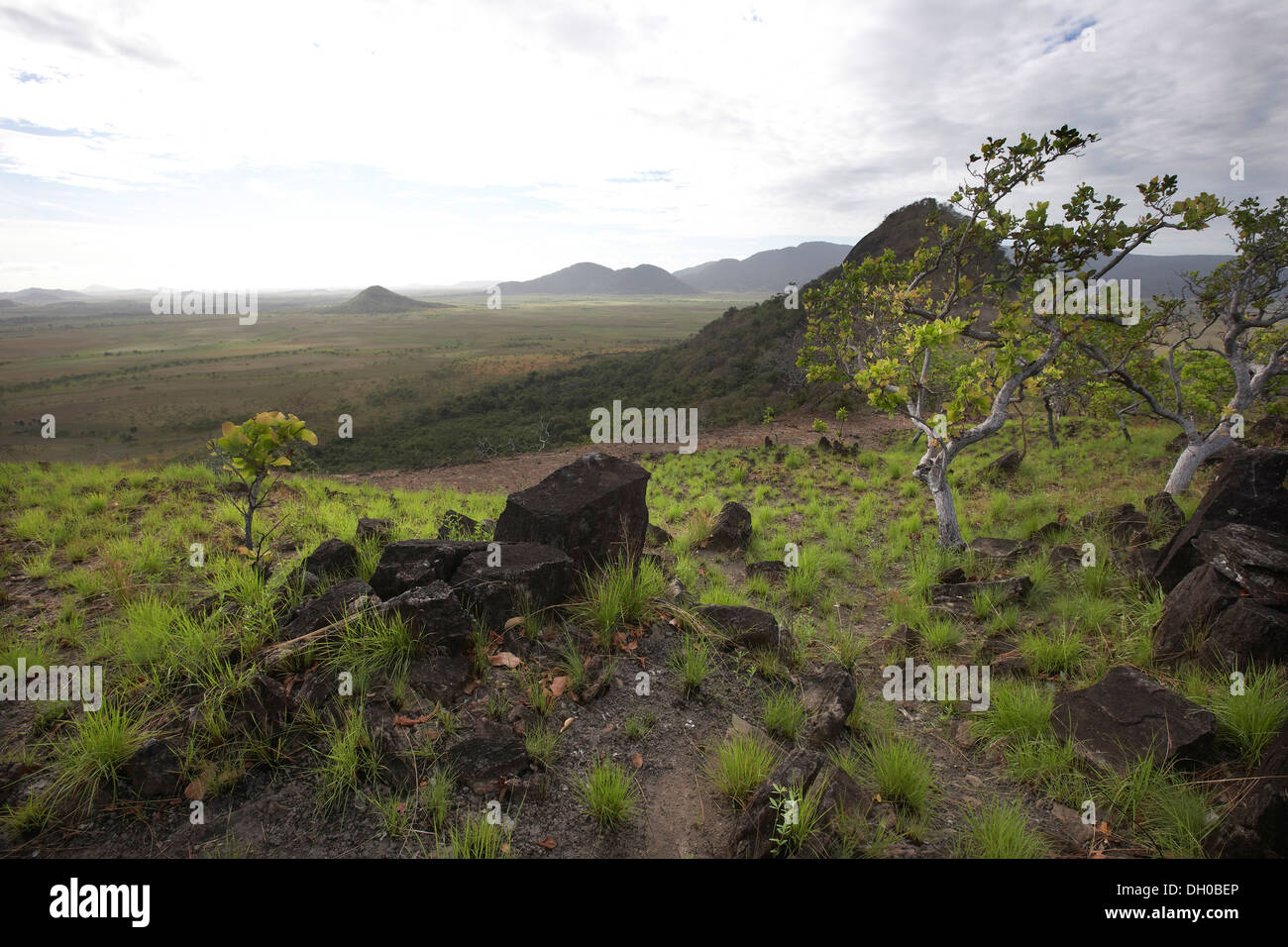 Savannah landscape, Guyana, South America Stock Photo - Alamy