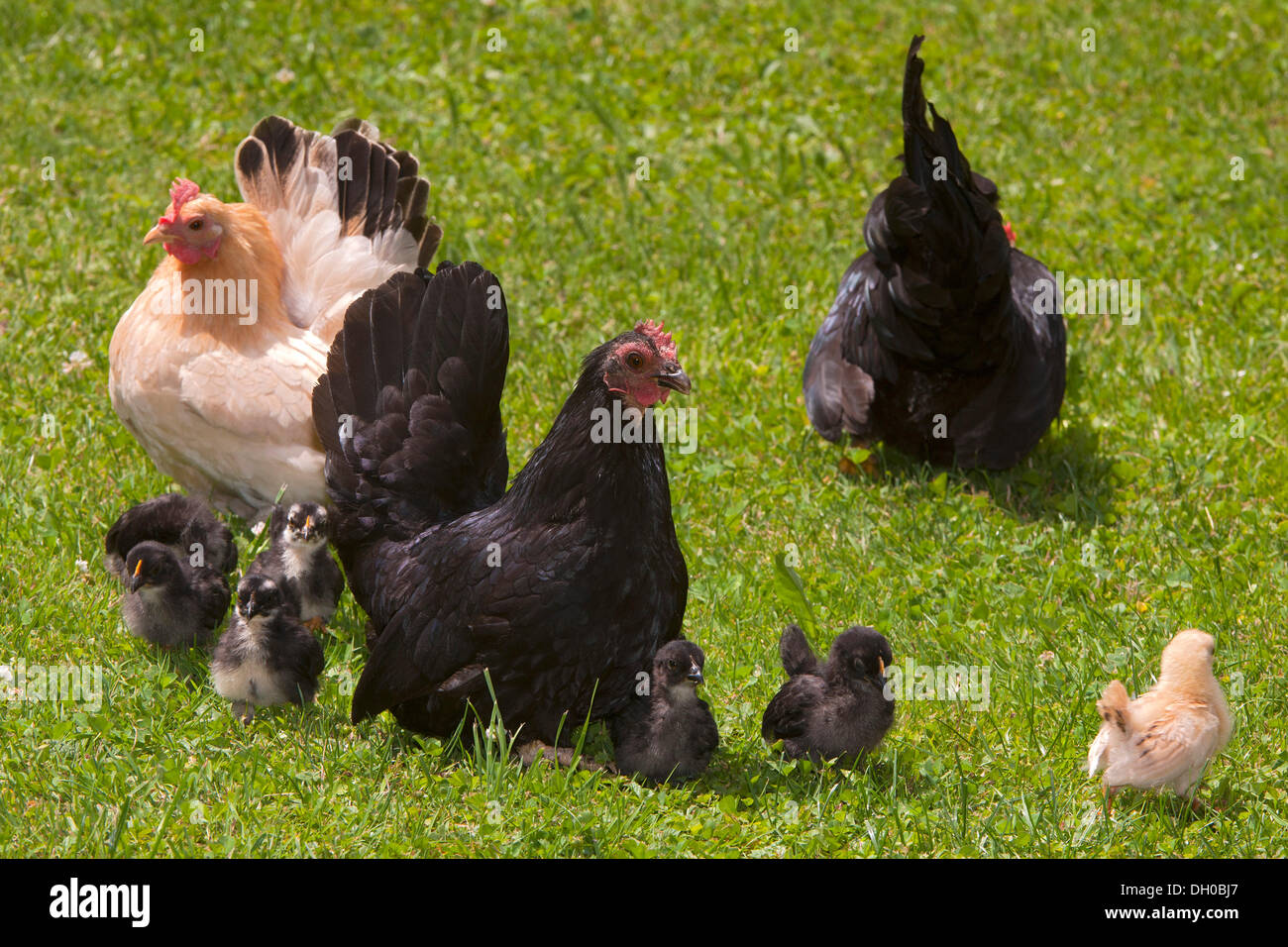 Japanese Bantam or Chabo chickens, Schwaz, Tyrol, Austria, Europe Stock ...