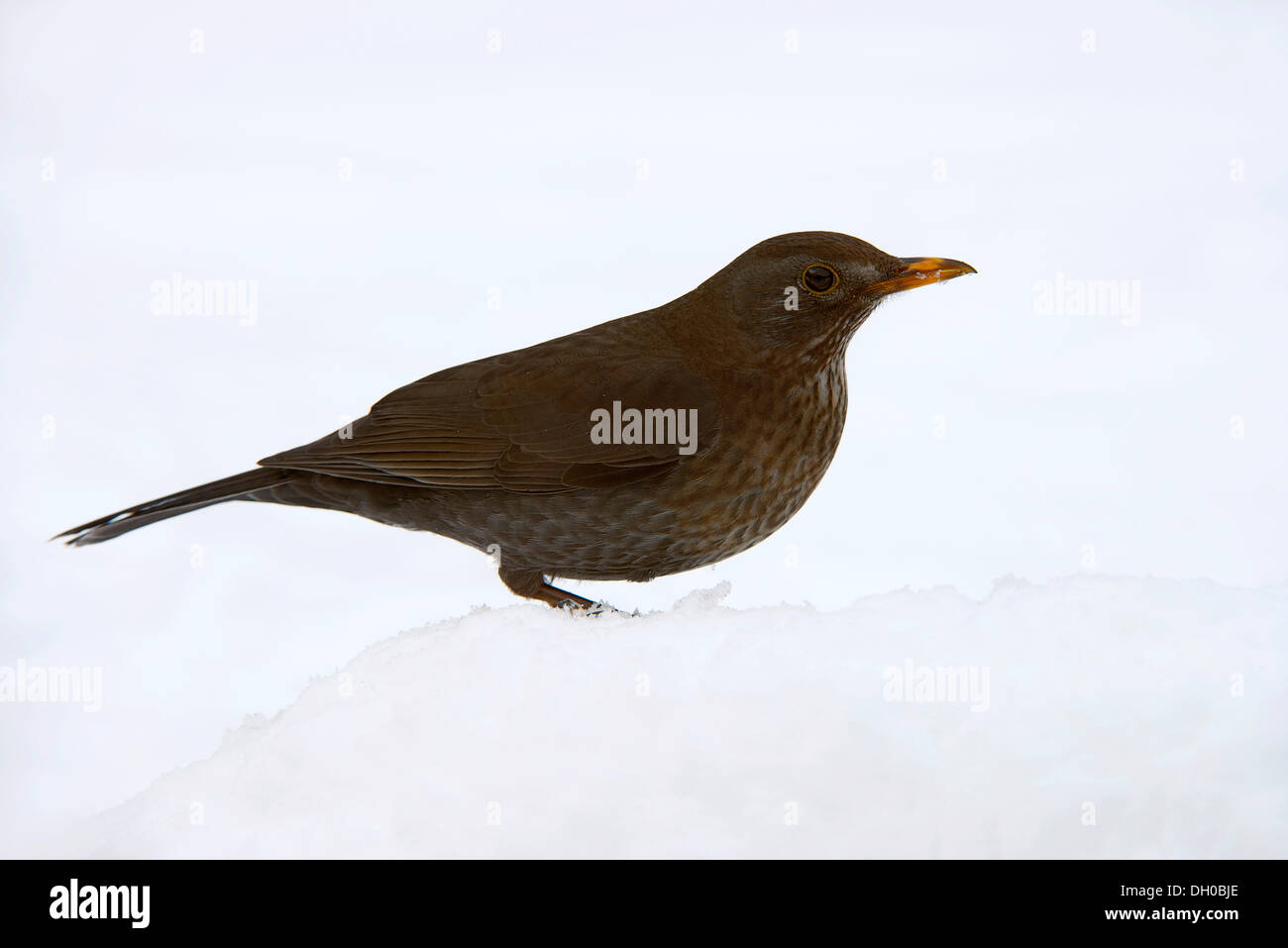 Turdus merula female close hi-res stock photography and images - Alamy