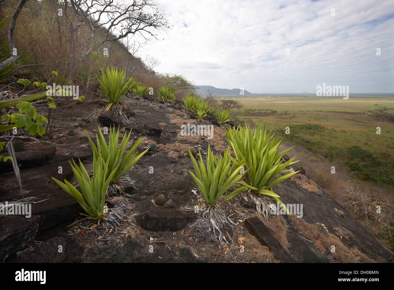 Savannah landscape, Guyana, South America Stock Photo - Alamy