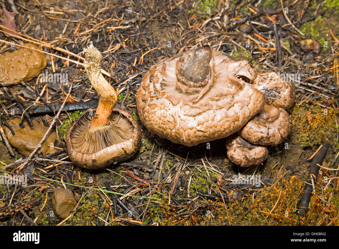 A mushroom of the Chroogomphus genera, probably chroogomphus helveticus ...
