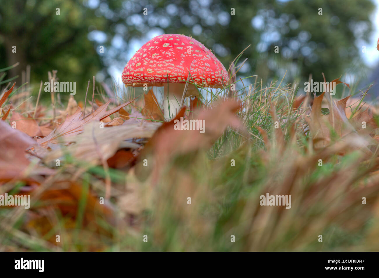 Red sulfur head on the Veluwe, Netherlands Stock Photo - Alamy