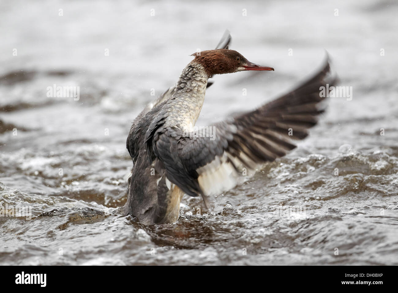 Goosander or merganser, Mergus merganser, stretching its wings, Ettrick ...