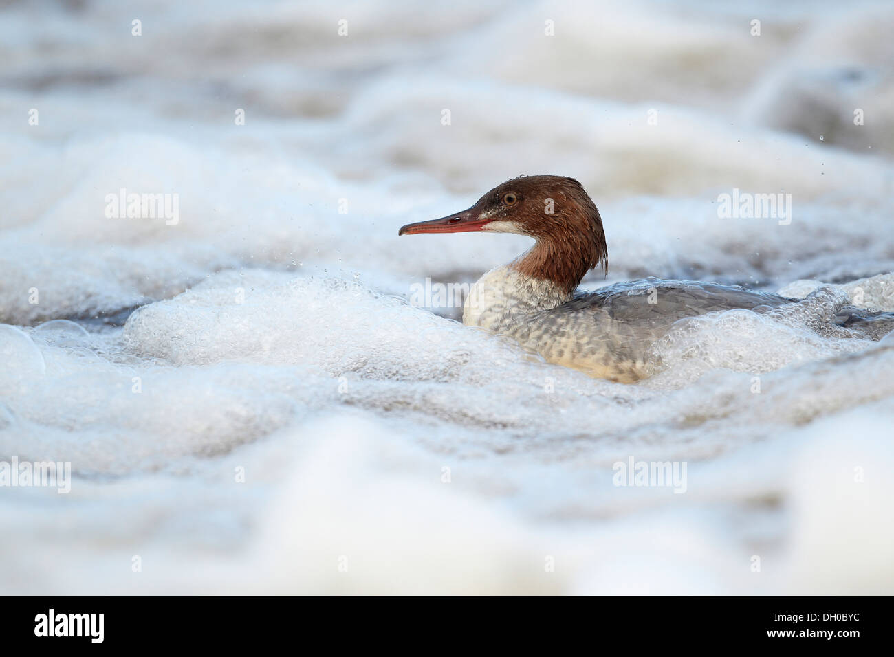 Fishing swim hi-res stock photography and images - Alamy