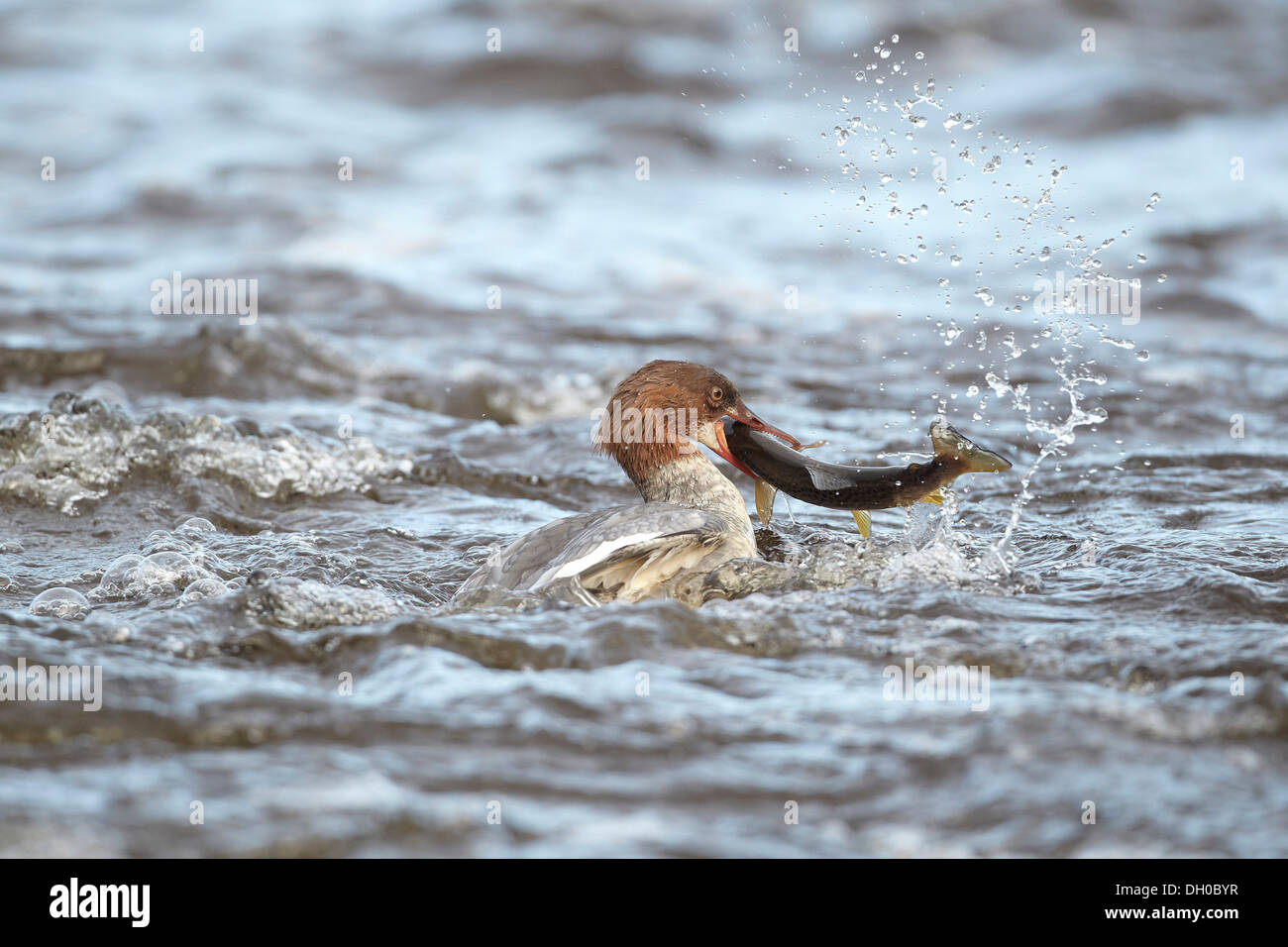 White bird catching fish hi-res stock photography and images - Alamy