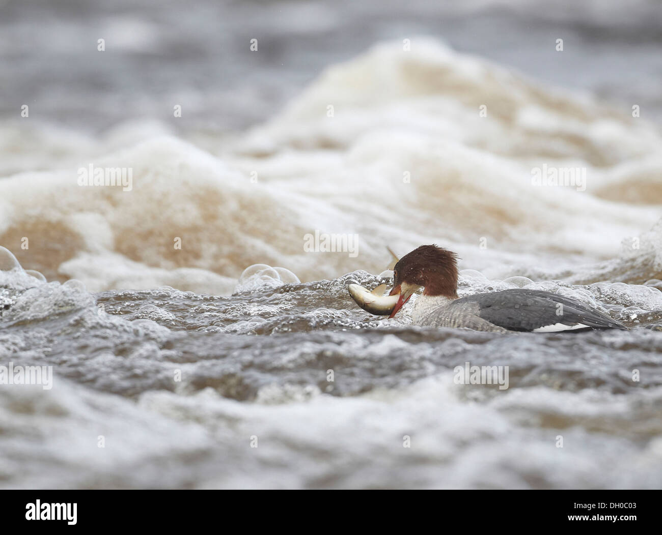 White bird catching fish hi-res stock photography and images - Alamy