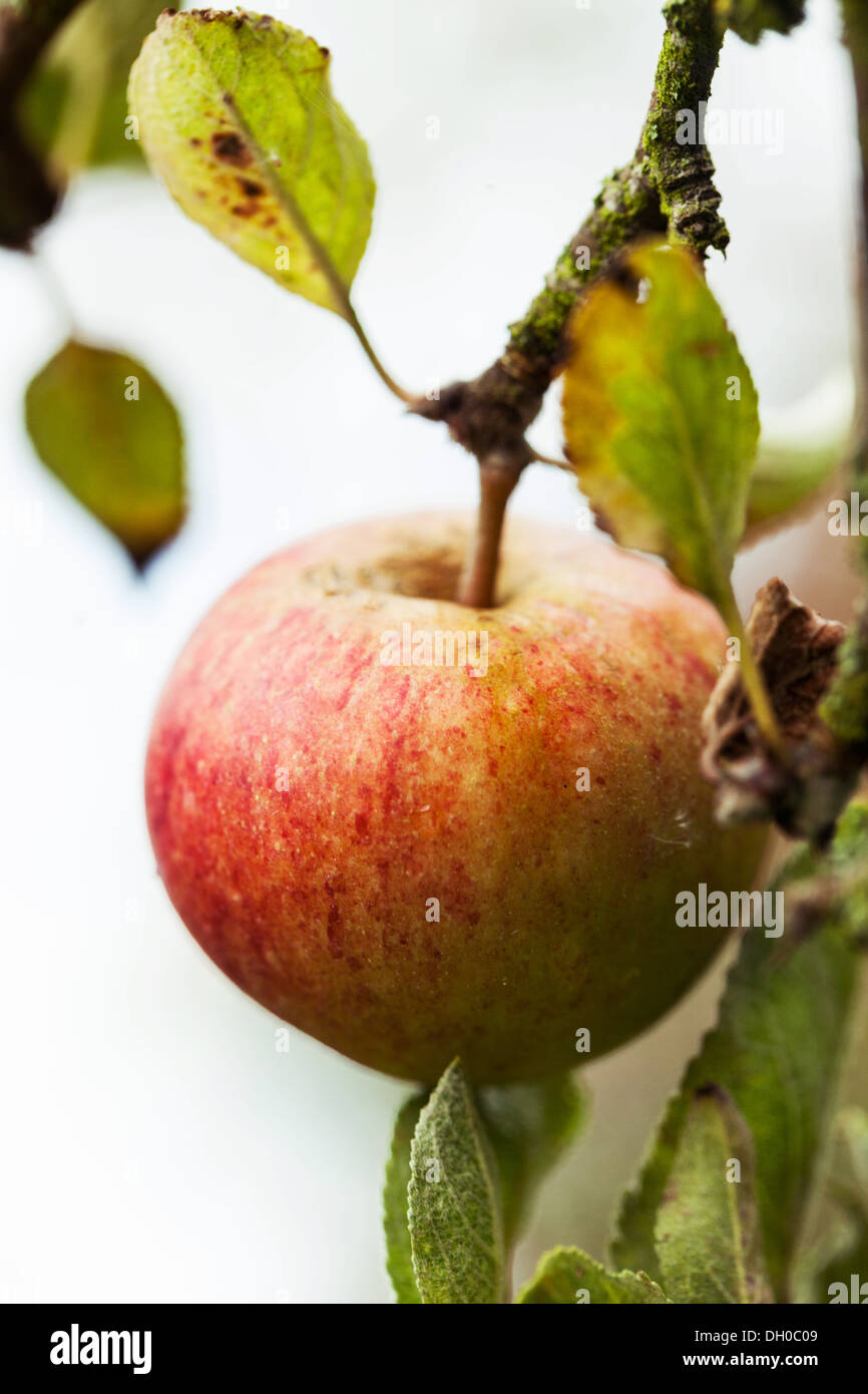 Cox apple hi-res stock photography and images - Alamy